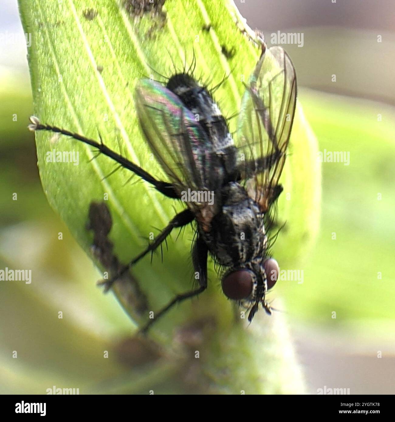 Woodlouse Flies (Rhinophoridae Stock Photo - Alamy