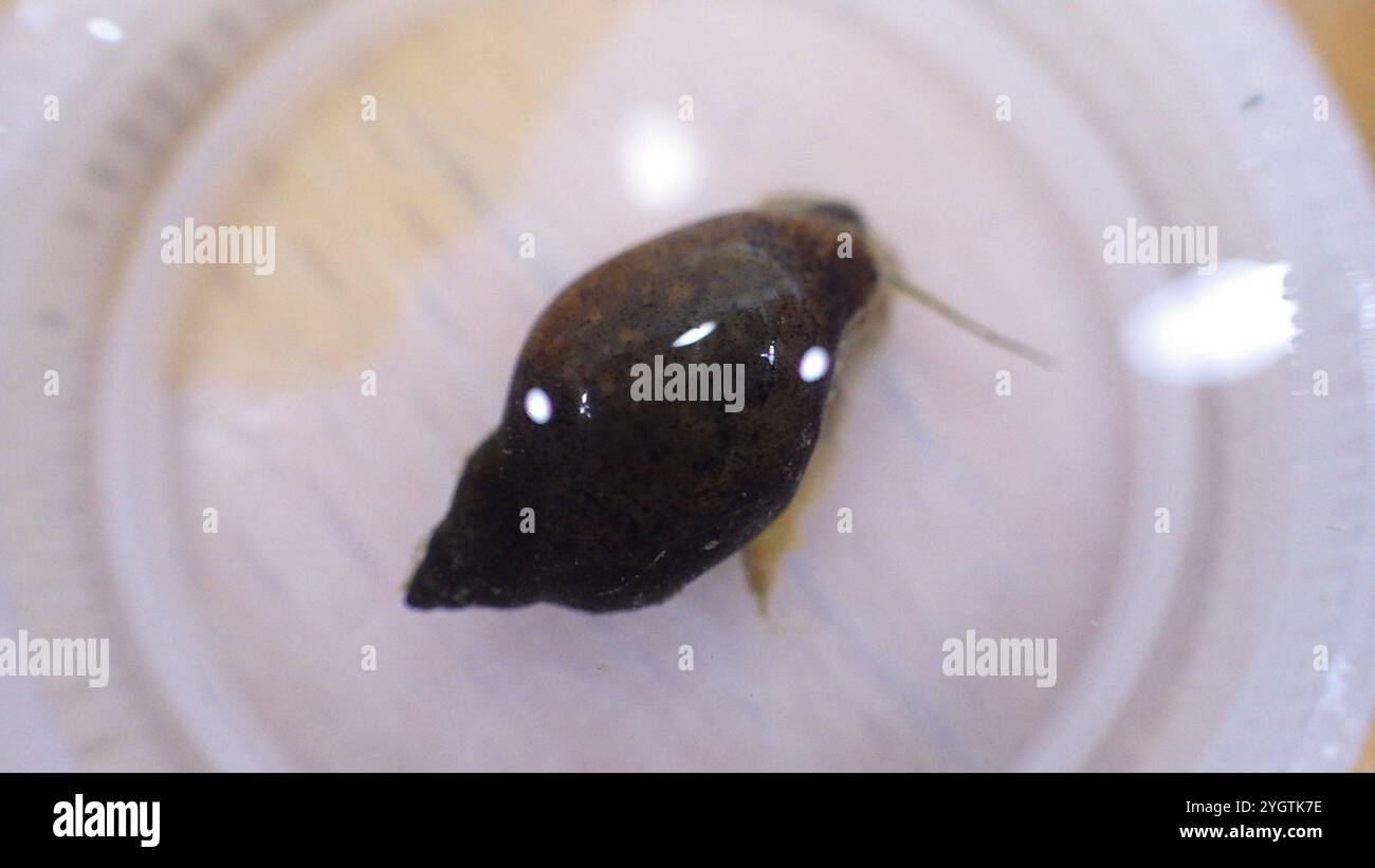 Bladder Snails (Physidae Stock Photo - Alamy