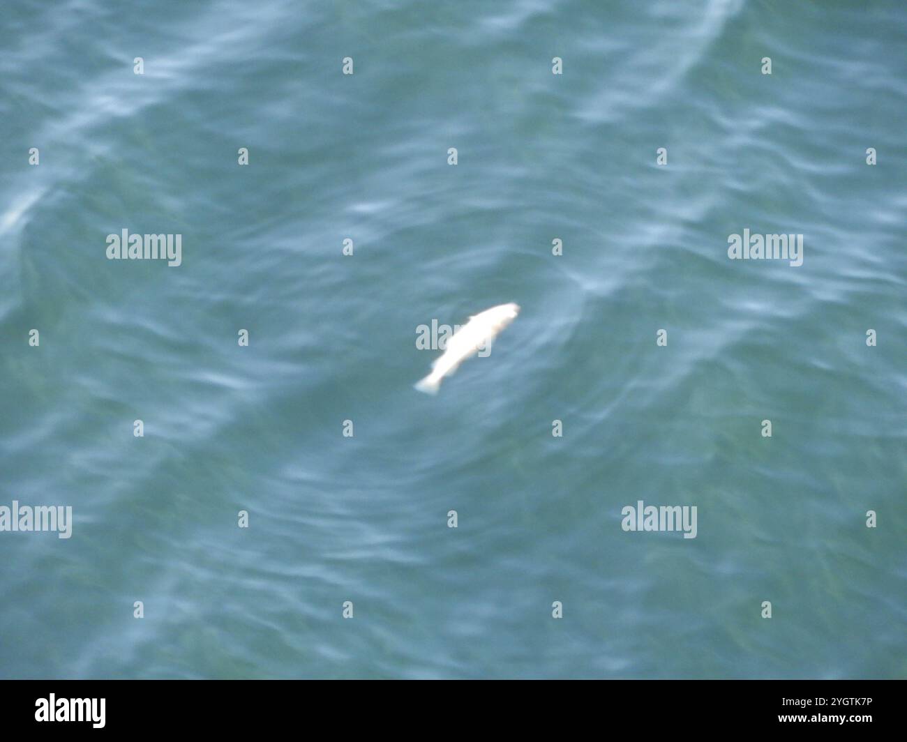 Cods and hakes (Gadiformes Stock Photo - Alamy
