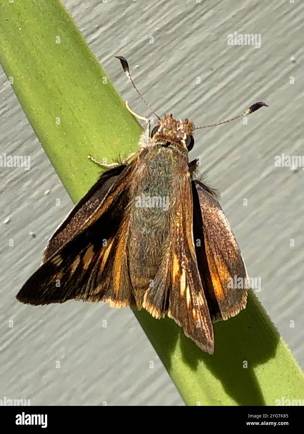 Umber Skipper (Lon melane Stock Photo - Alamy