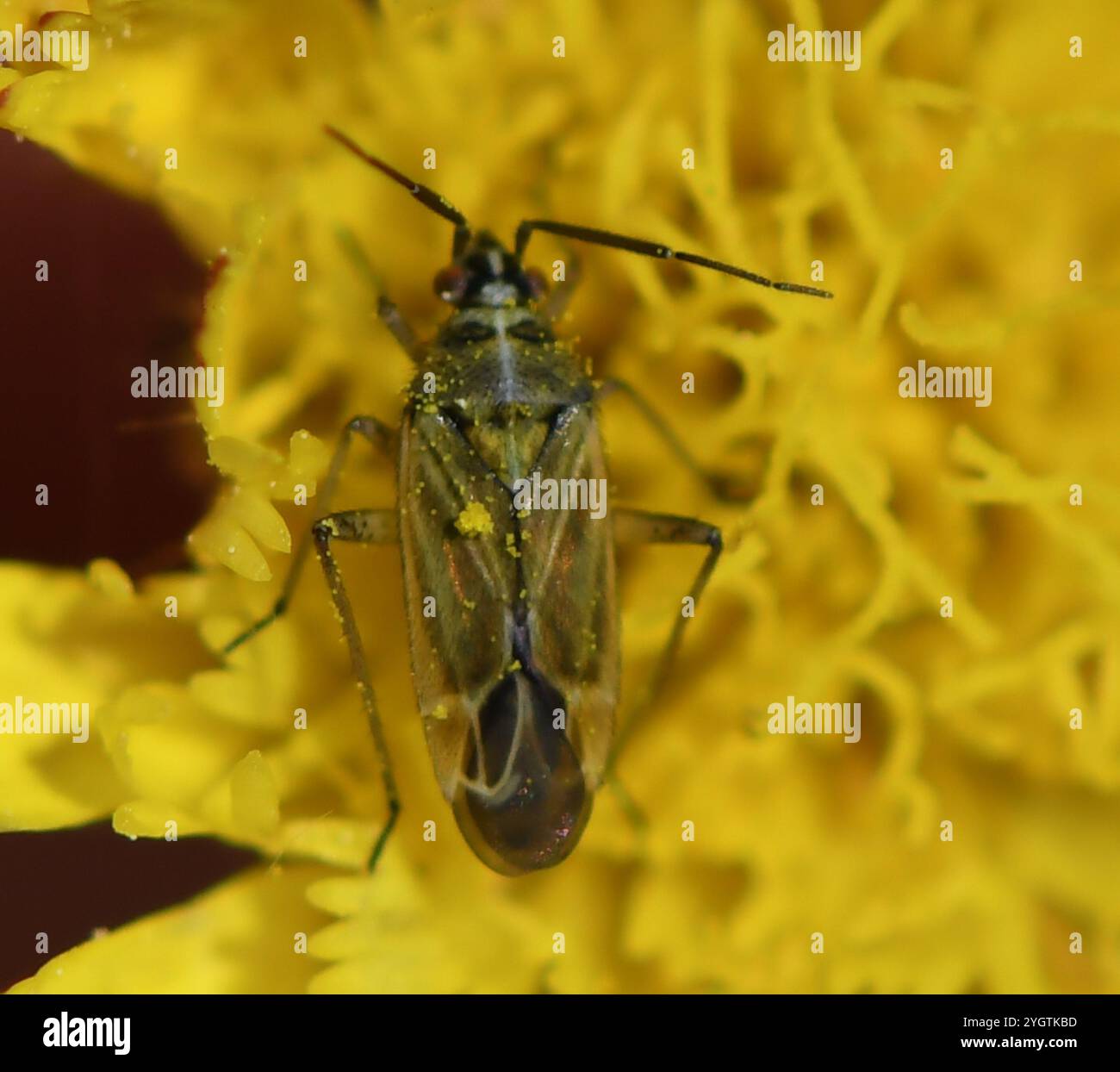 Hoplomachus thunbergii hi-res stock photography and images - Alamy