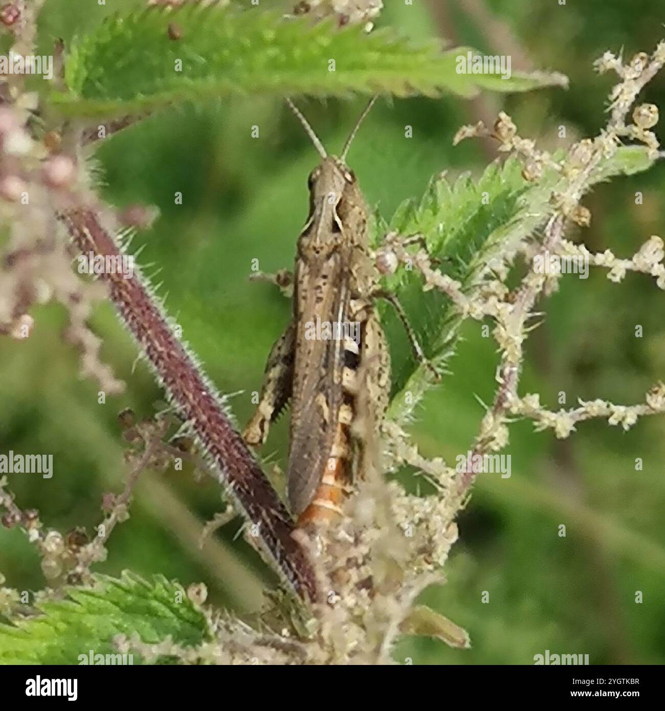 Common Field Grasshopper (Chorthippus brunneus Stock Photo - Alamy