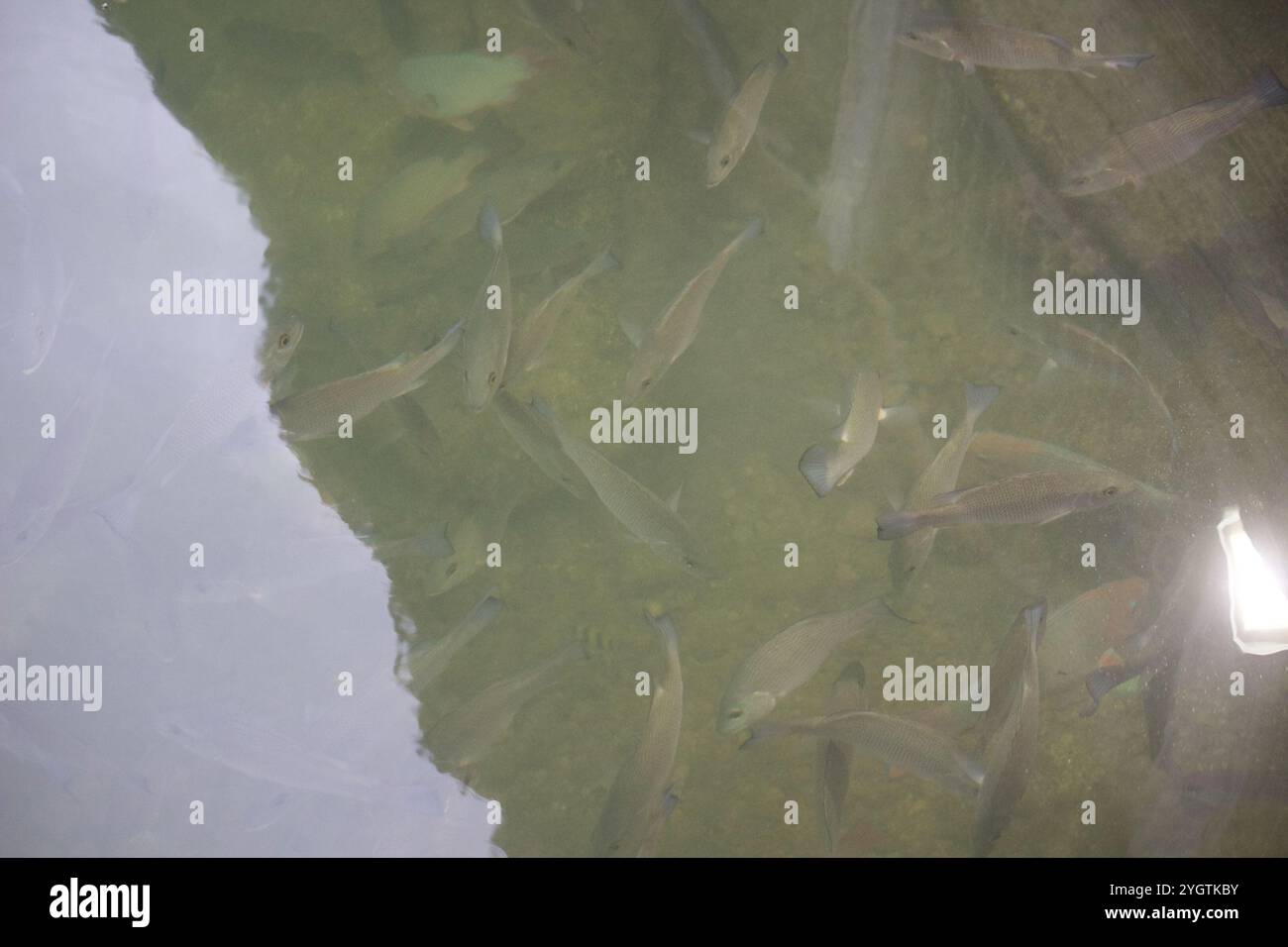 Gray Snapper (Lutjanus griseus Stock Photo - Alamy