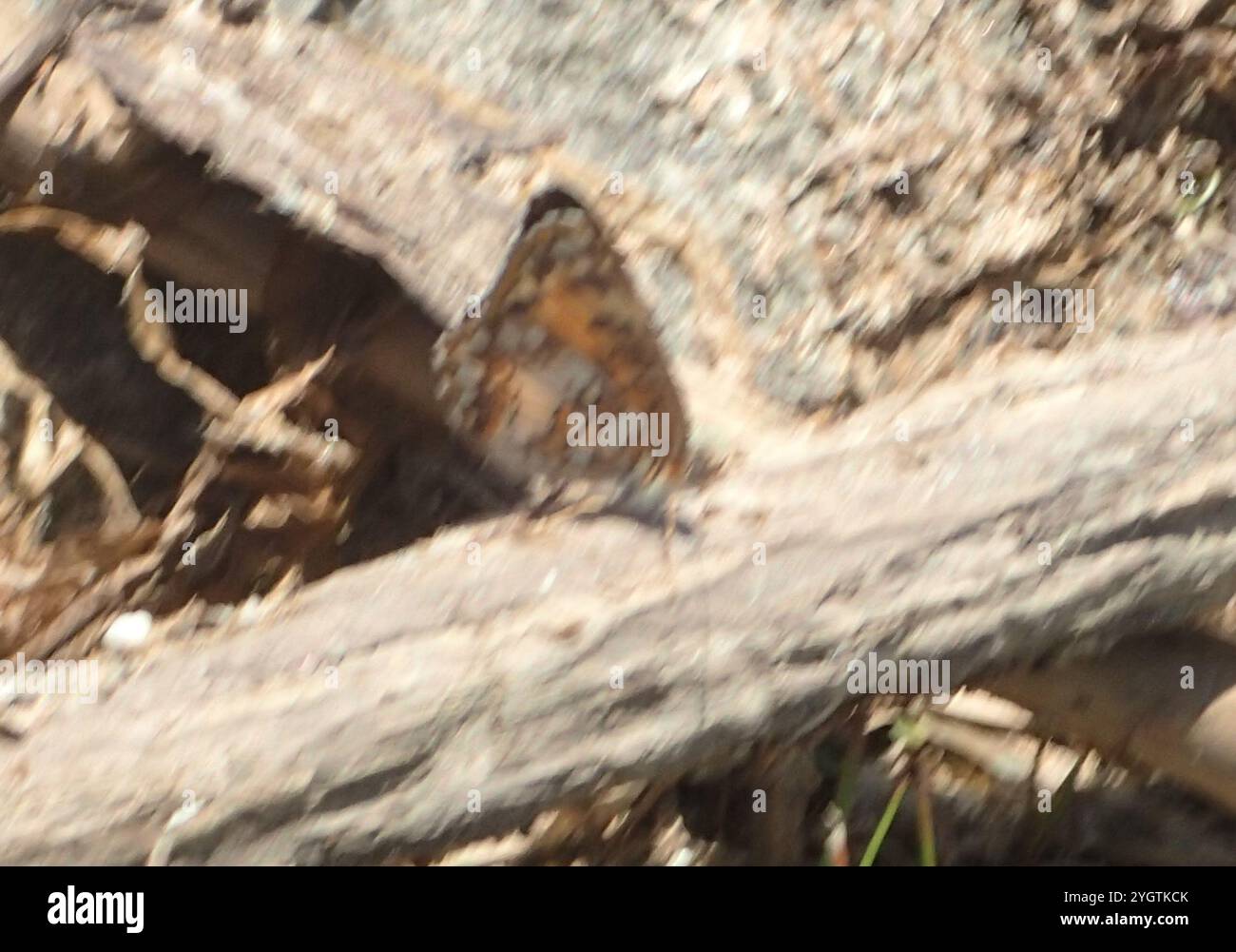 Chlosyne harrisii hi-res stock photography and images - Alamy
