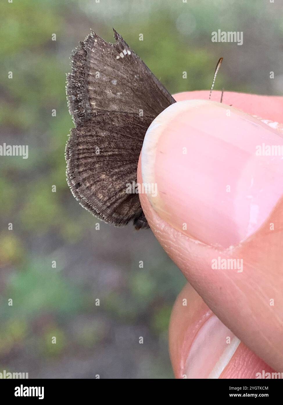 Persius Duskywing (Erynnis persius Stock Photo - Alamy