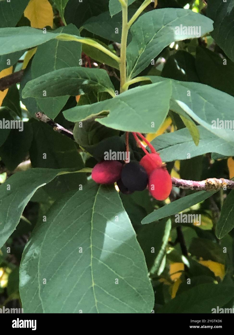 Osoberry hi-res stock photography and images - Alamy