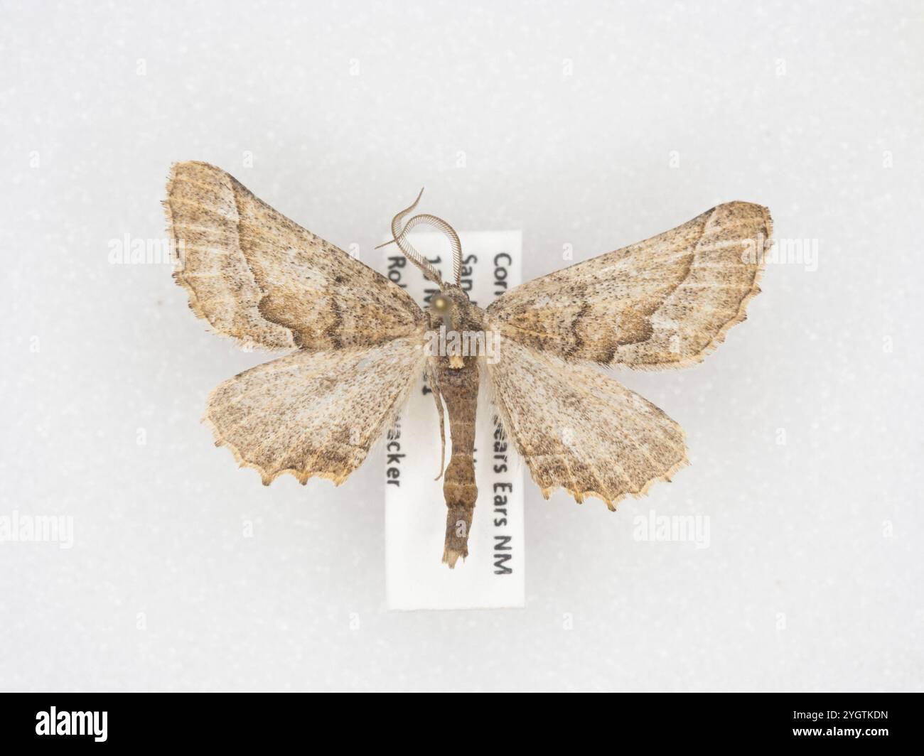 Geometer Moths (Geometridae Stock Photo - Alamy