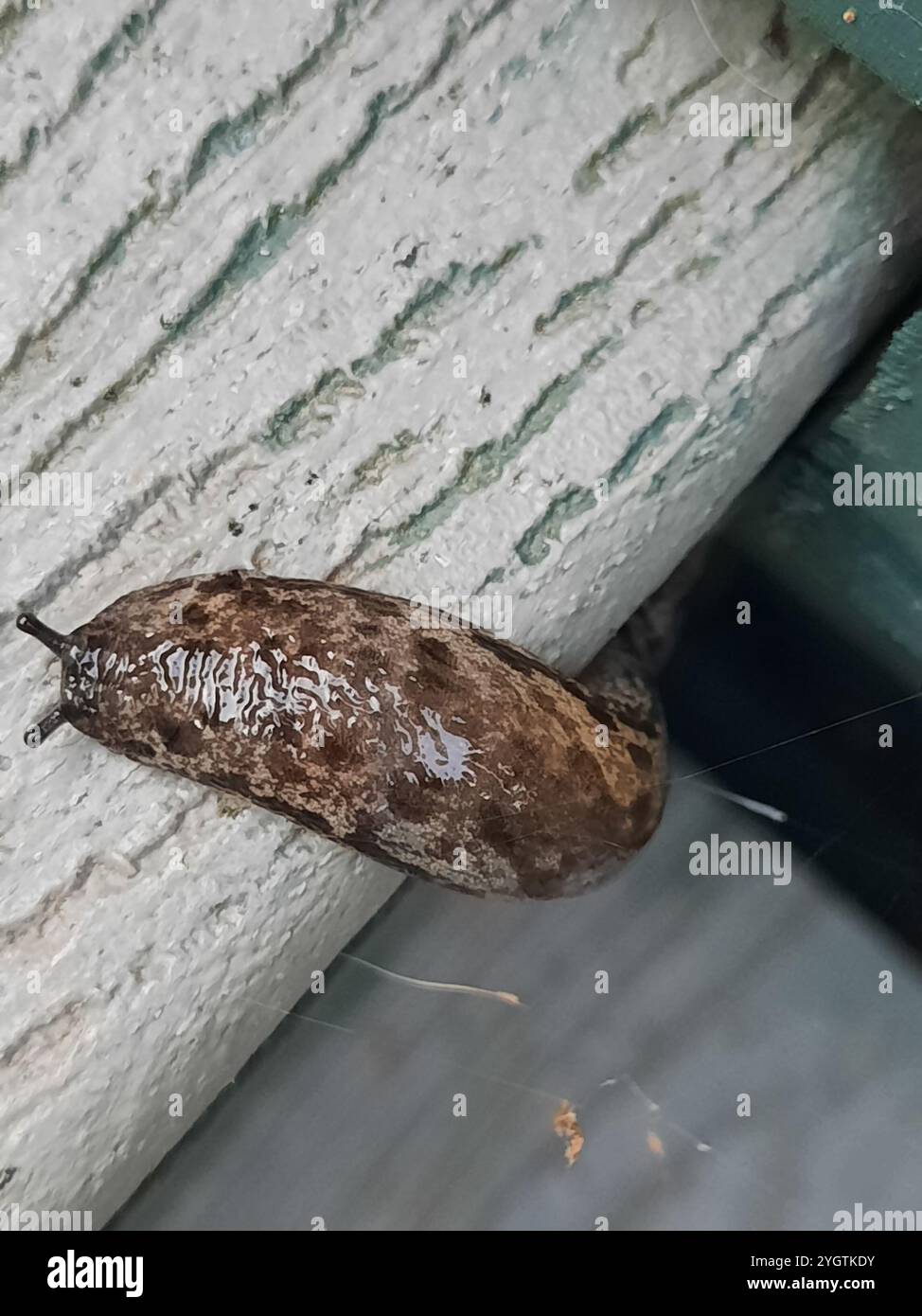 Changeable Mantleslug (Megapallifera mutabilis Stock Photo - Alamy