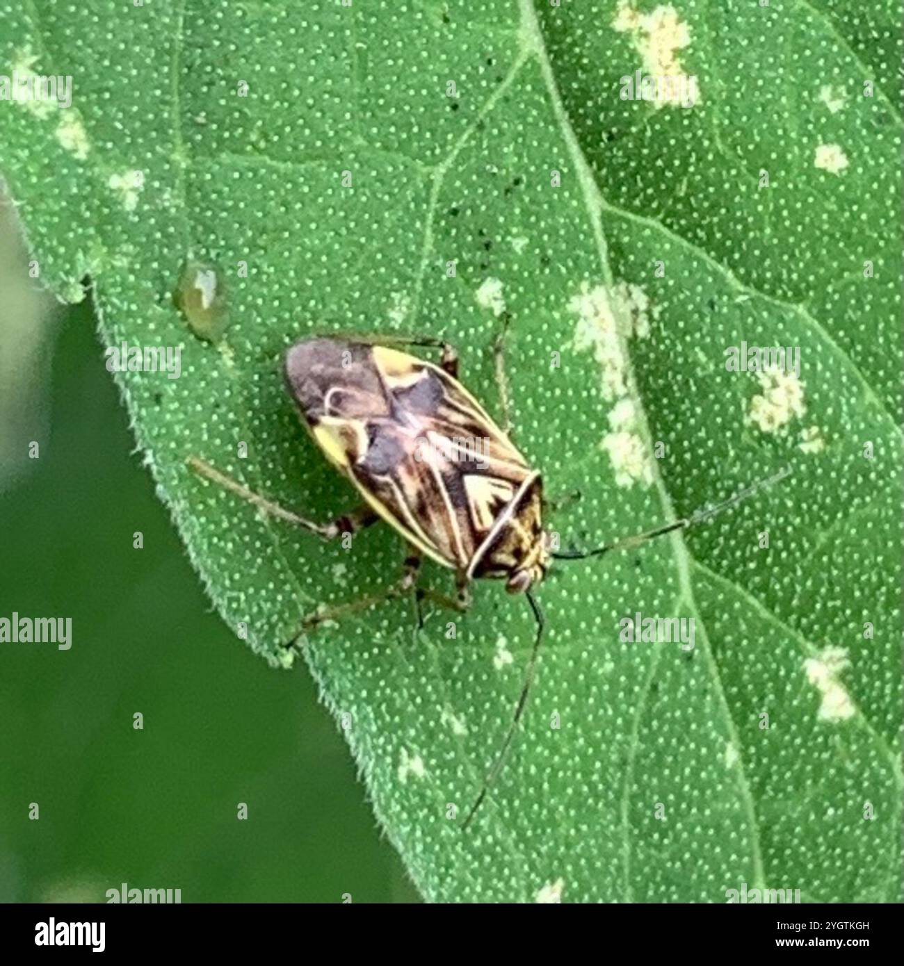 North American Tarnished Plant Bug (Lygus lineolaris Stock Photo - Alamy