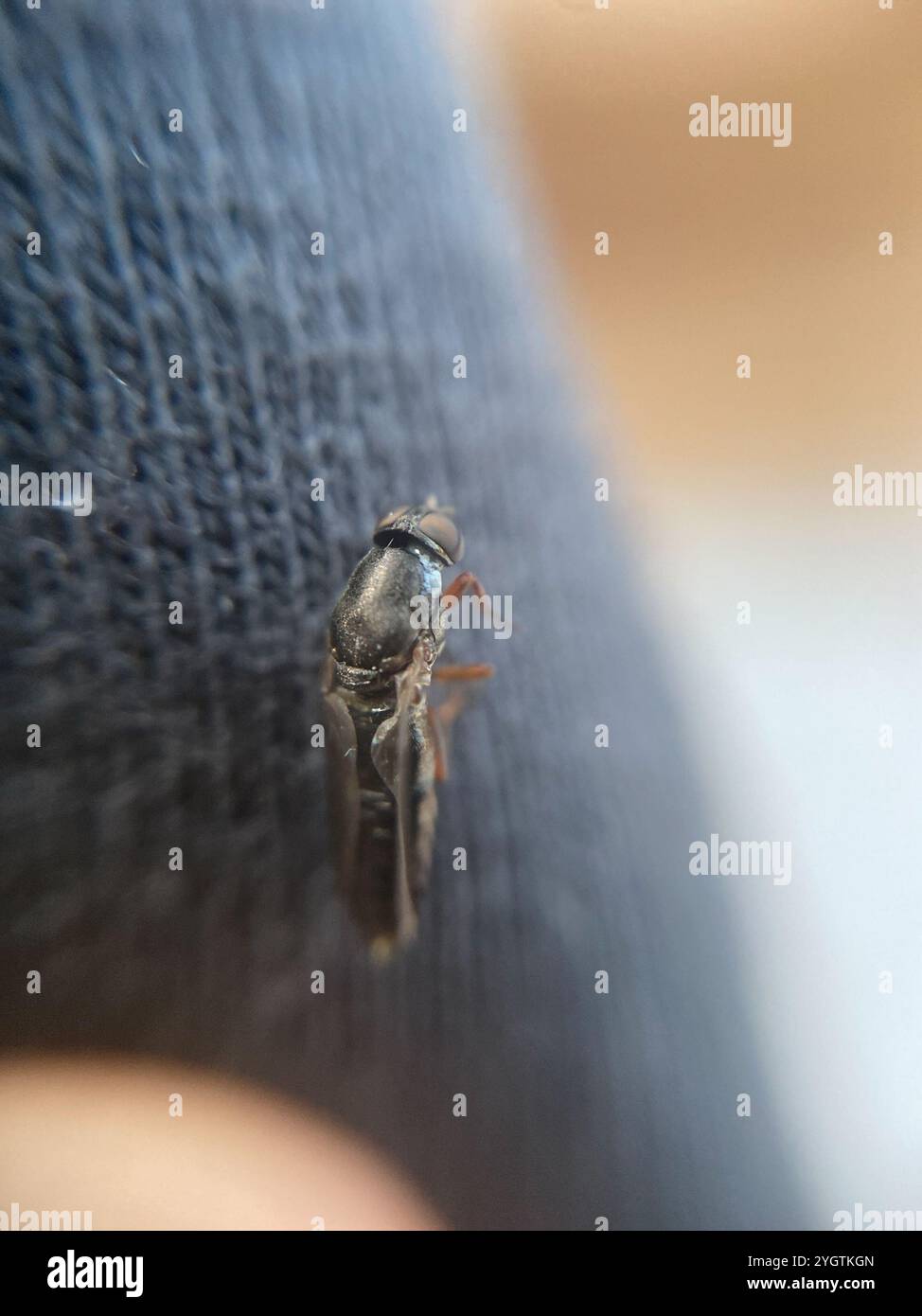 Scenopinus fenestralis hi-res stock photography and images - Alamy