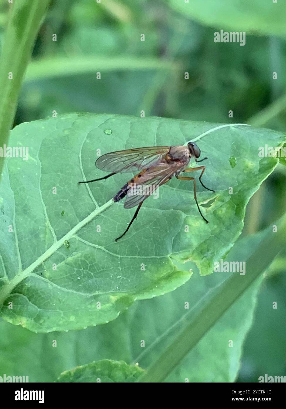 Rhagio tringarius hi-res stock photography and images - Alamy