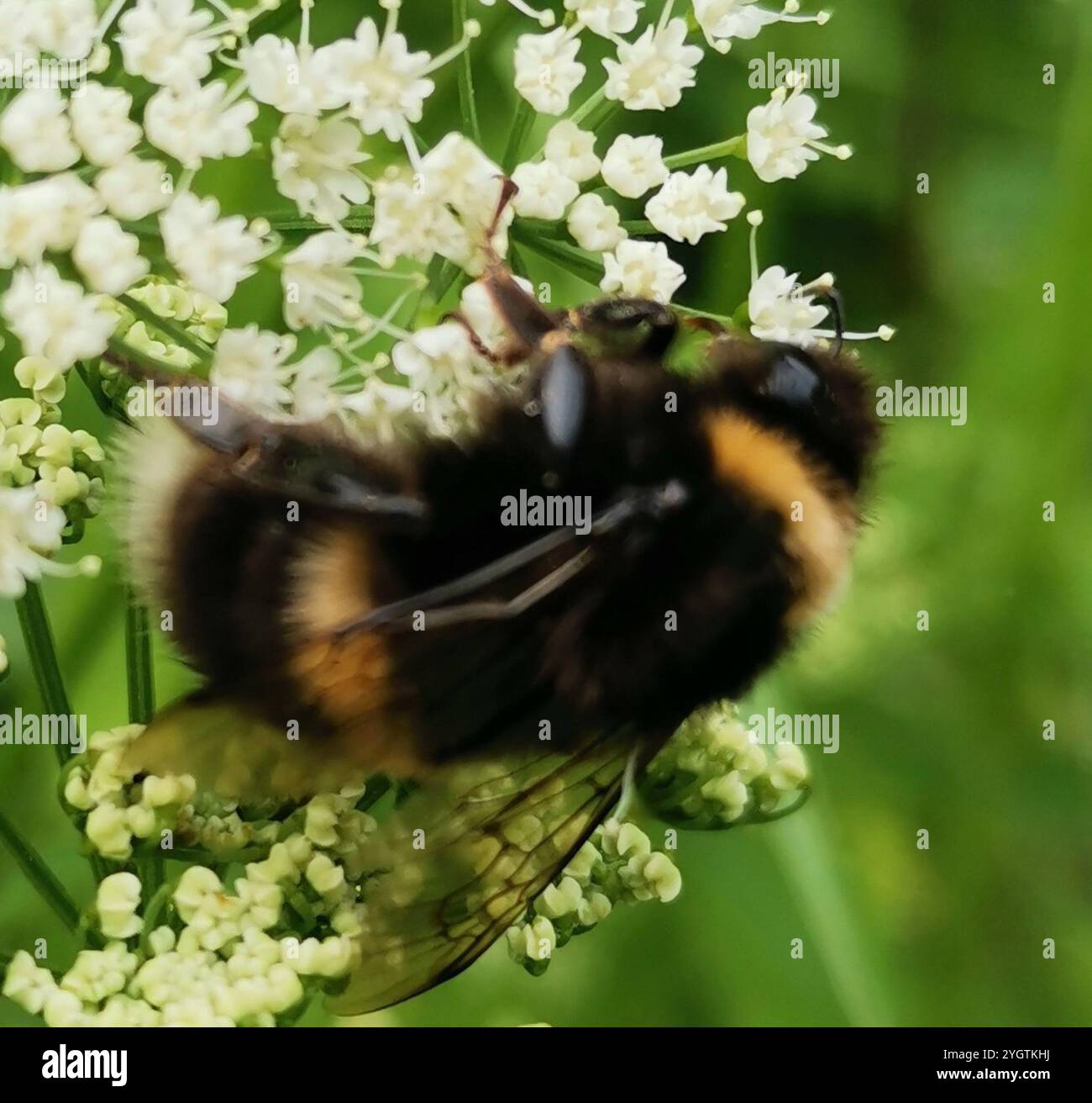 White-tailed Bumble Bee (Bombus lucorum Stock Photo - Alamy