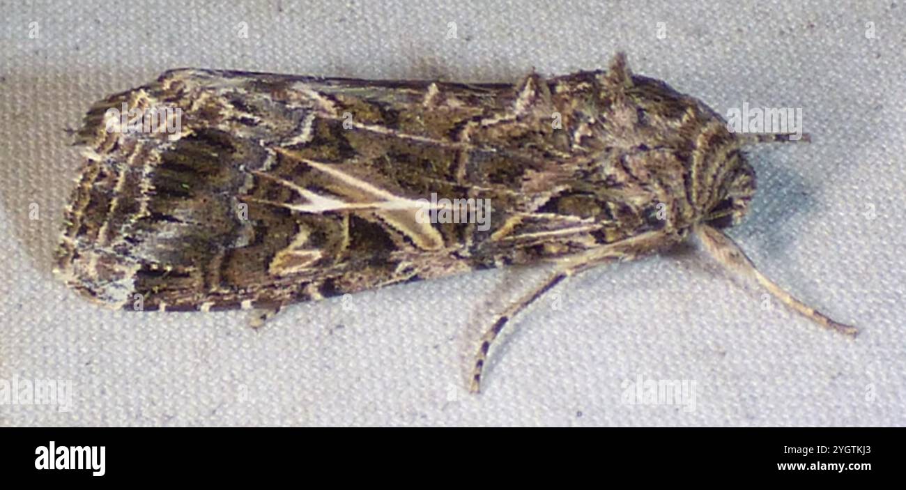Yellow-striped Armyworm Moth (Spodoptera ornithogalli Stock Photo - Alamy