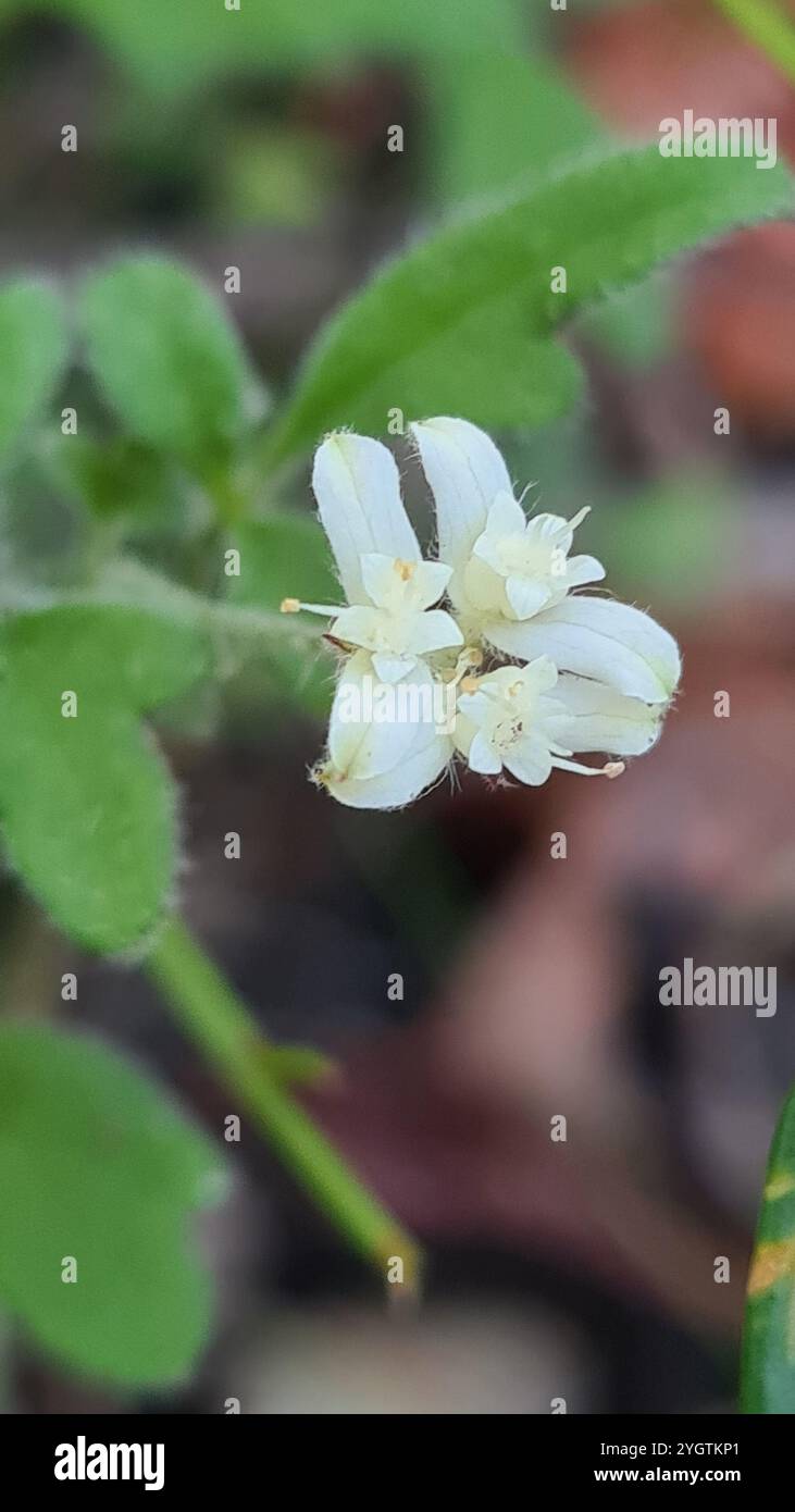 Woolly Xanthosia (Xanthosia pilosa Stock Photo - Alamy