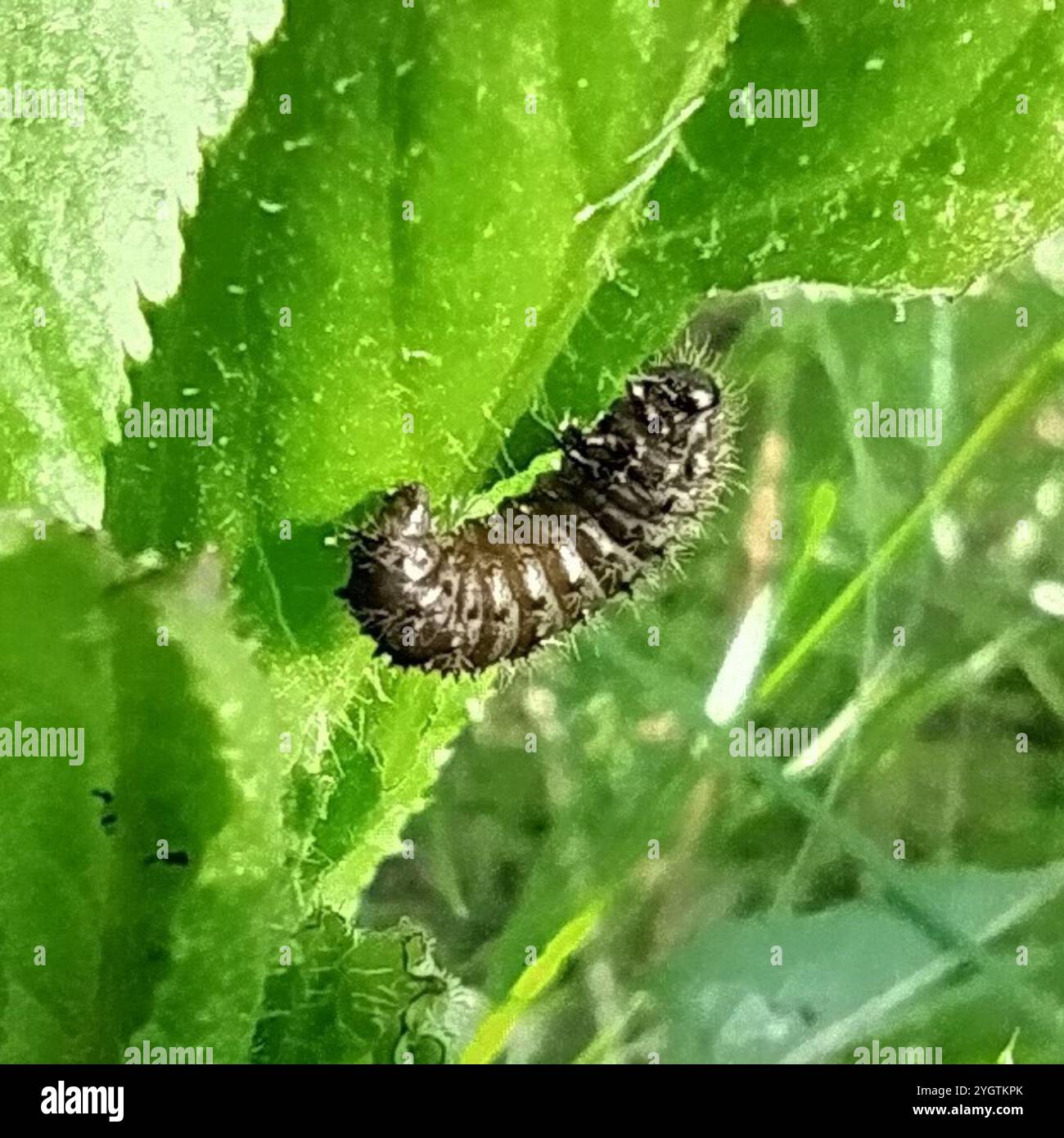 black-punctured leaf beetle (Galeruca tanaceti Stock Photo - Alamy