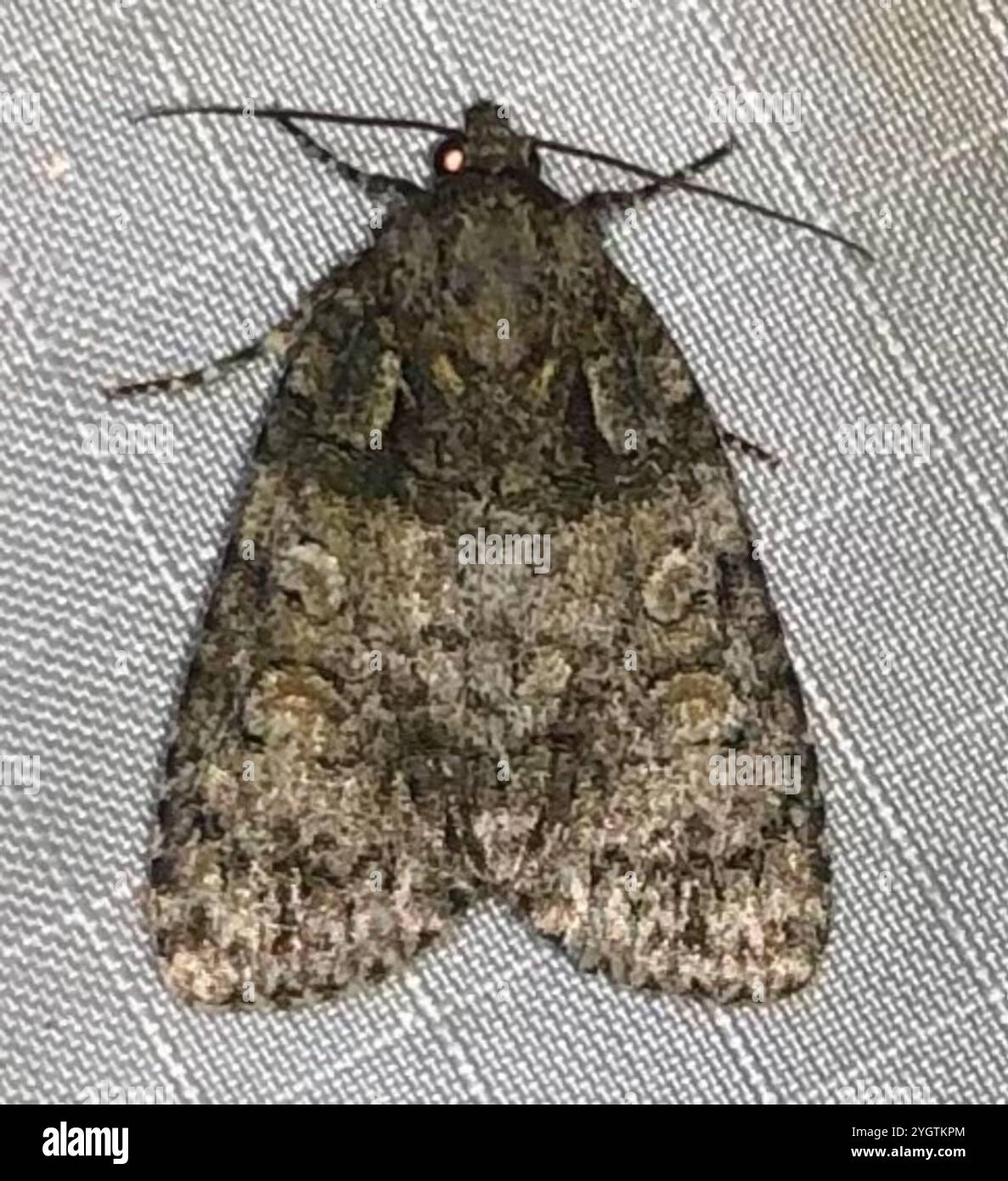 Eclipsed Oak Dagger (Acronicta increta Stock Photo - Alamy