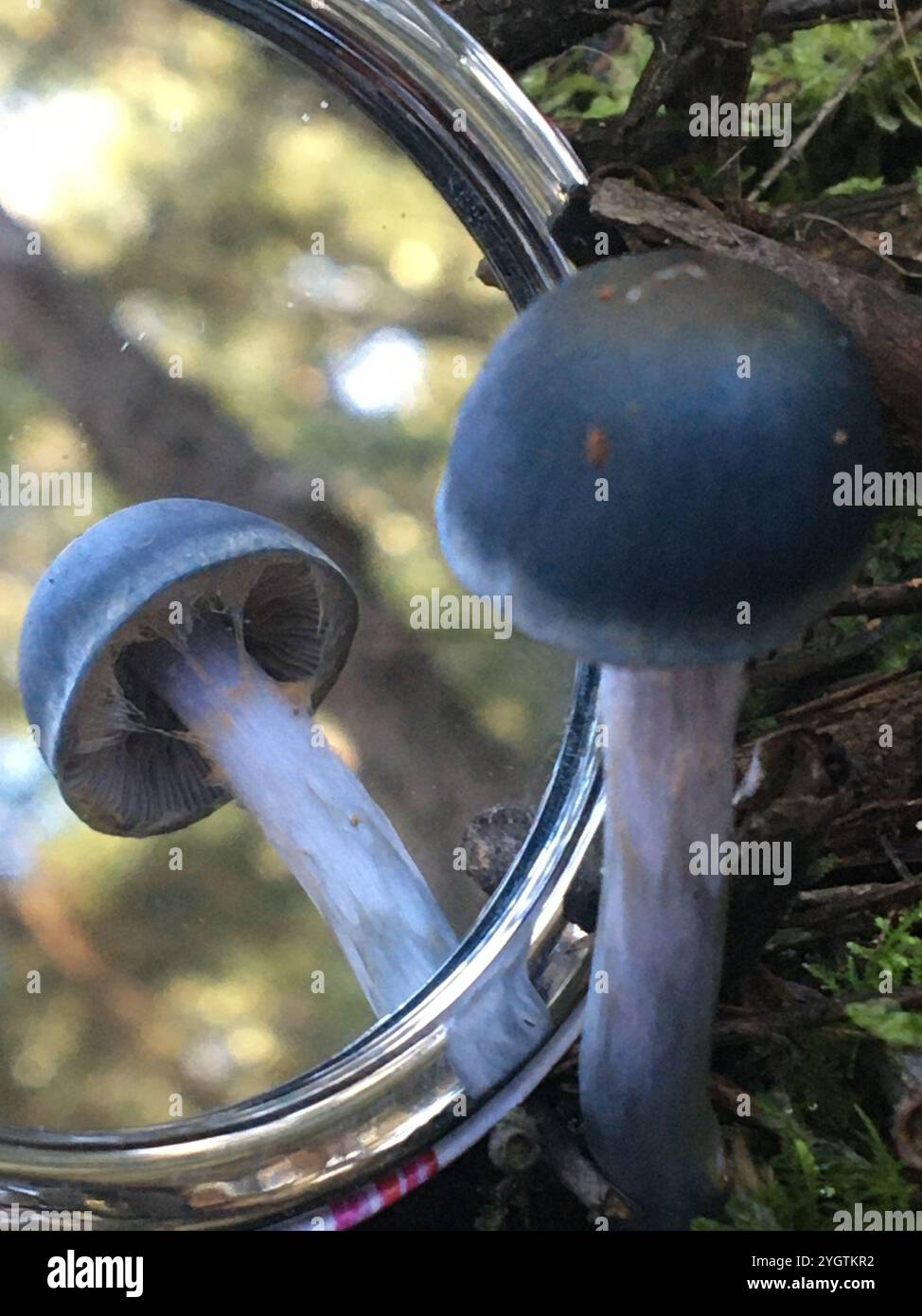 elegant blue webcap (Cortinarius rotundisporus Stock Photo - Alamy