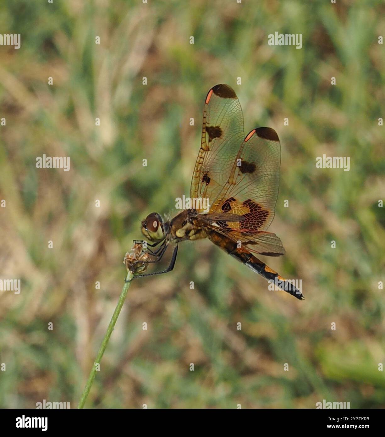 Calico Pennant (Celithemis elisa Stock Photo - Alamy