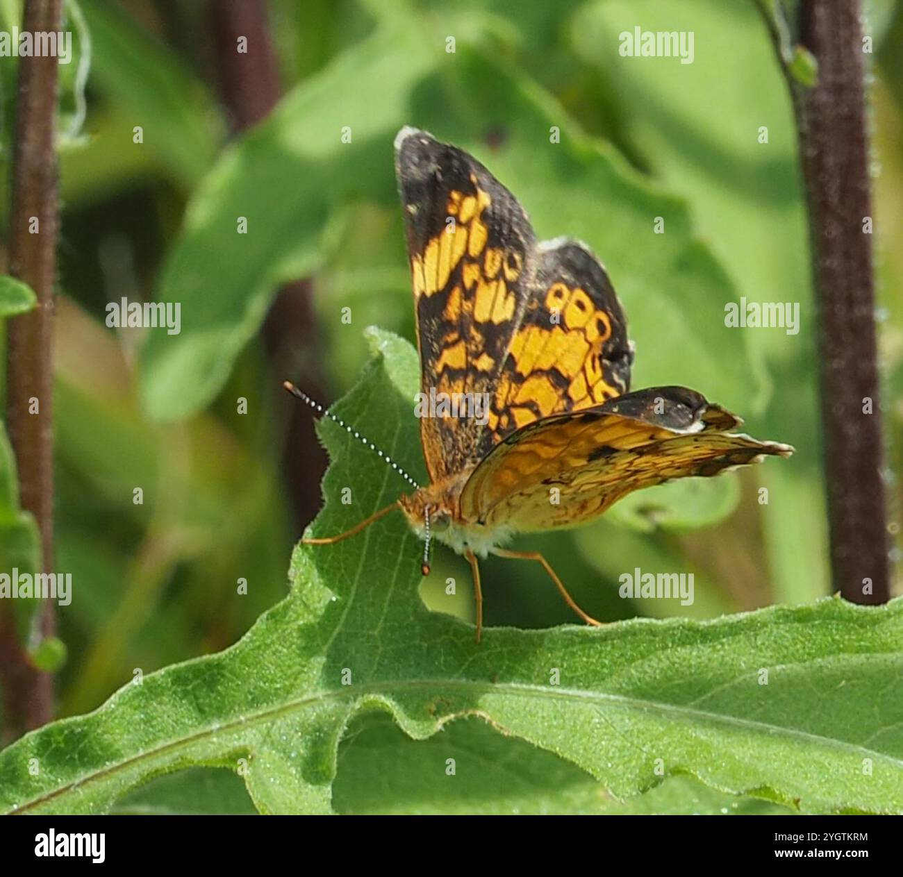 Pearl Crescent (Phyciodes tharos Stock Photo - Alamy