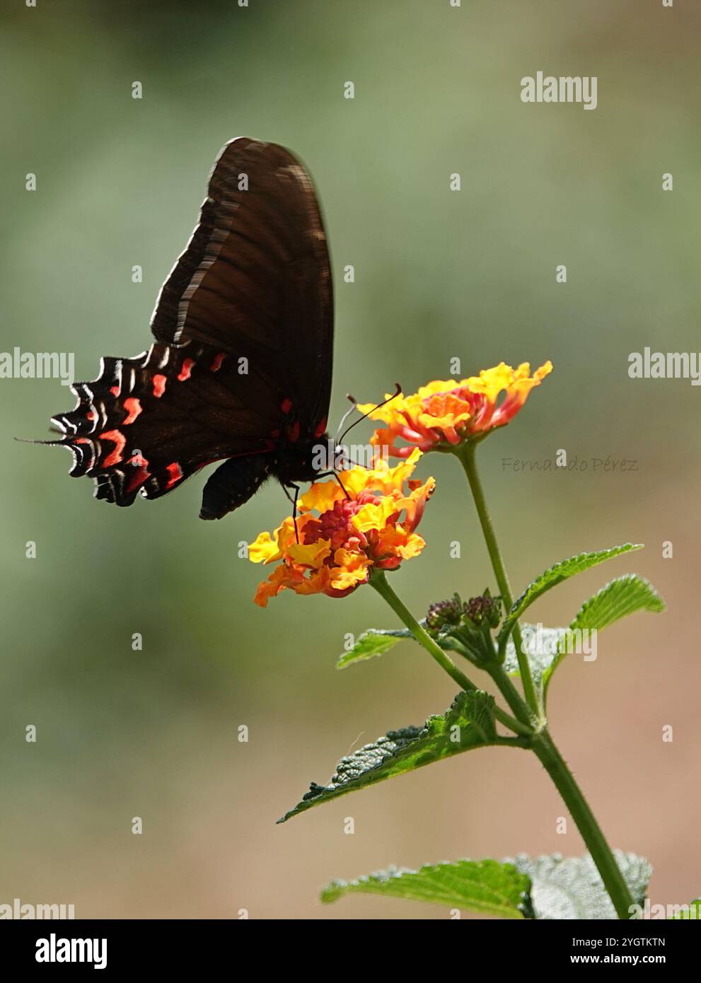 (Mimoides thymbraeus aconophos Stock Photo - Alamy