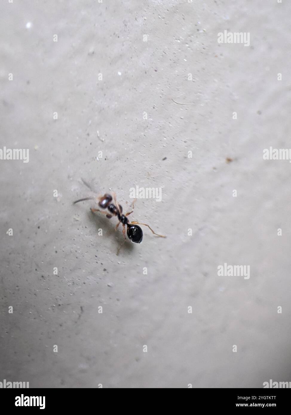 Pincer Wasps (Dryinidae Stock Photo - Alamy