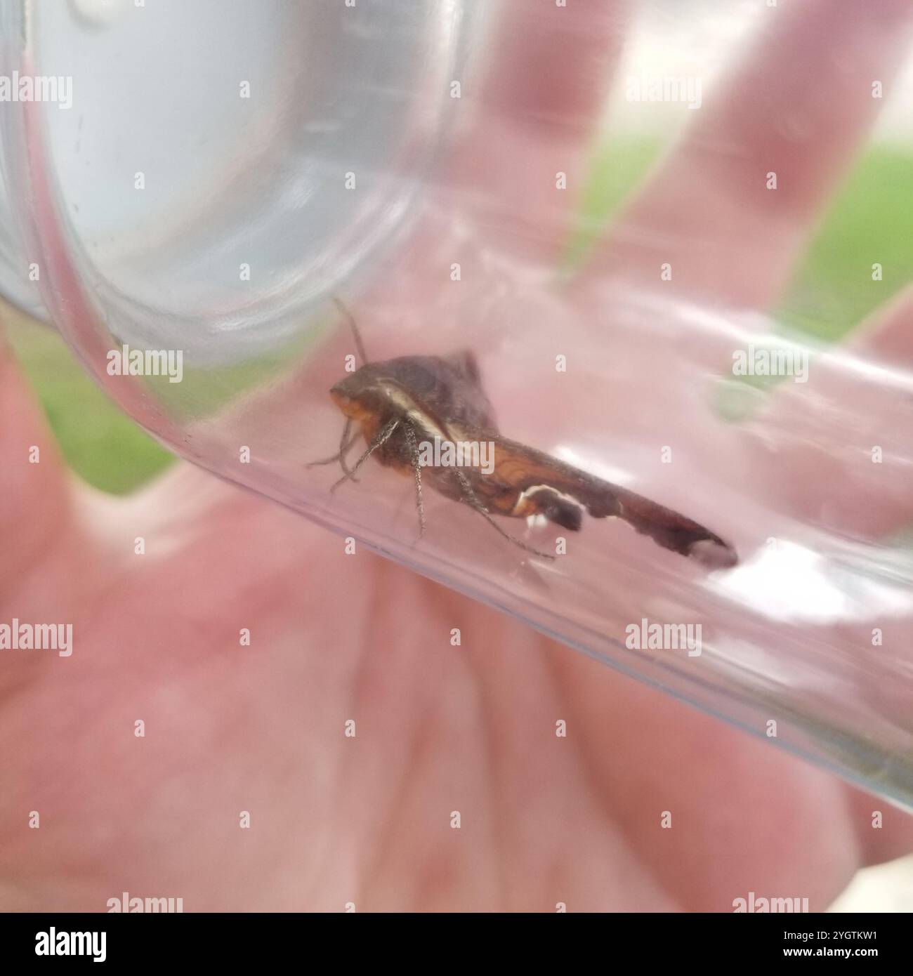 Nessus Sphinx (Amphion floridensis Stock Photo - Alamy