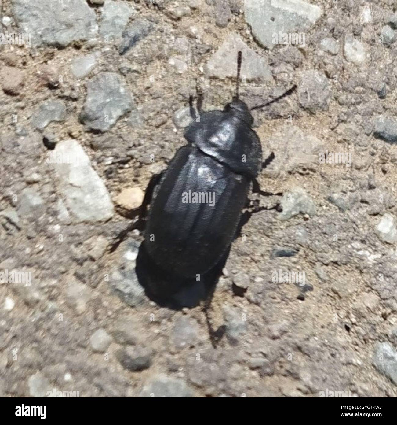 Silpha tristis hi-res stock photography and images - Alamy