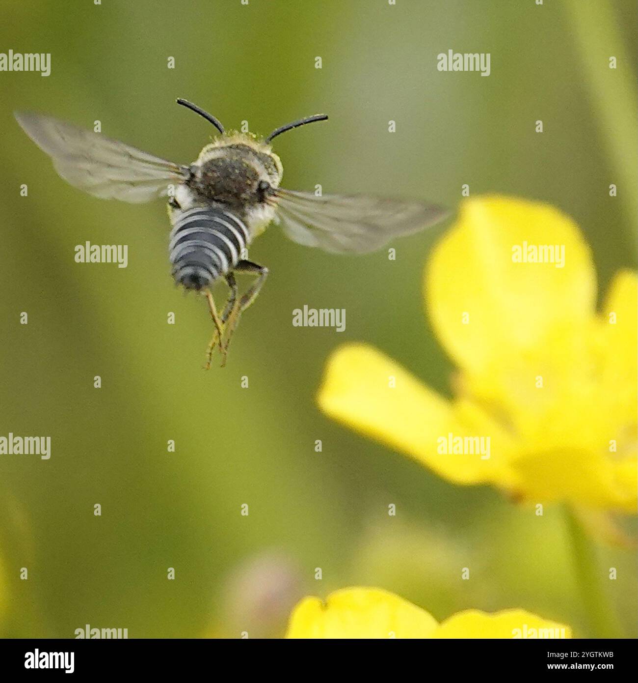 Western Leafcutter Bee (Megachile perihirta Stock Photo - Alamy