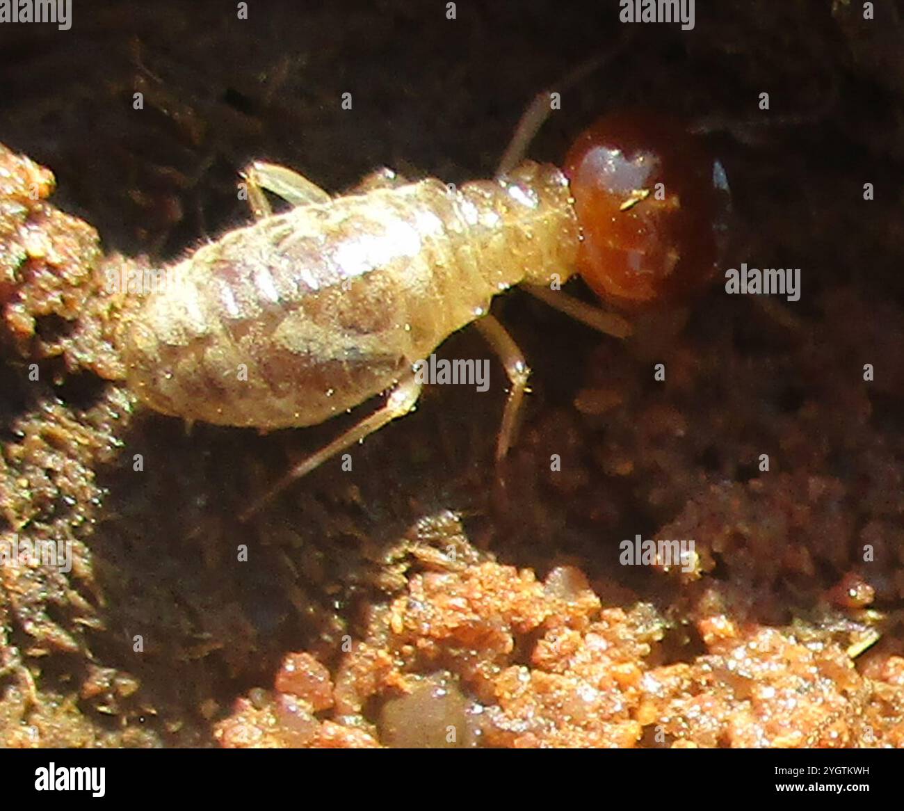 Macrotermitinae hi-res stock photography and images - Alamy