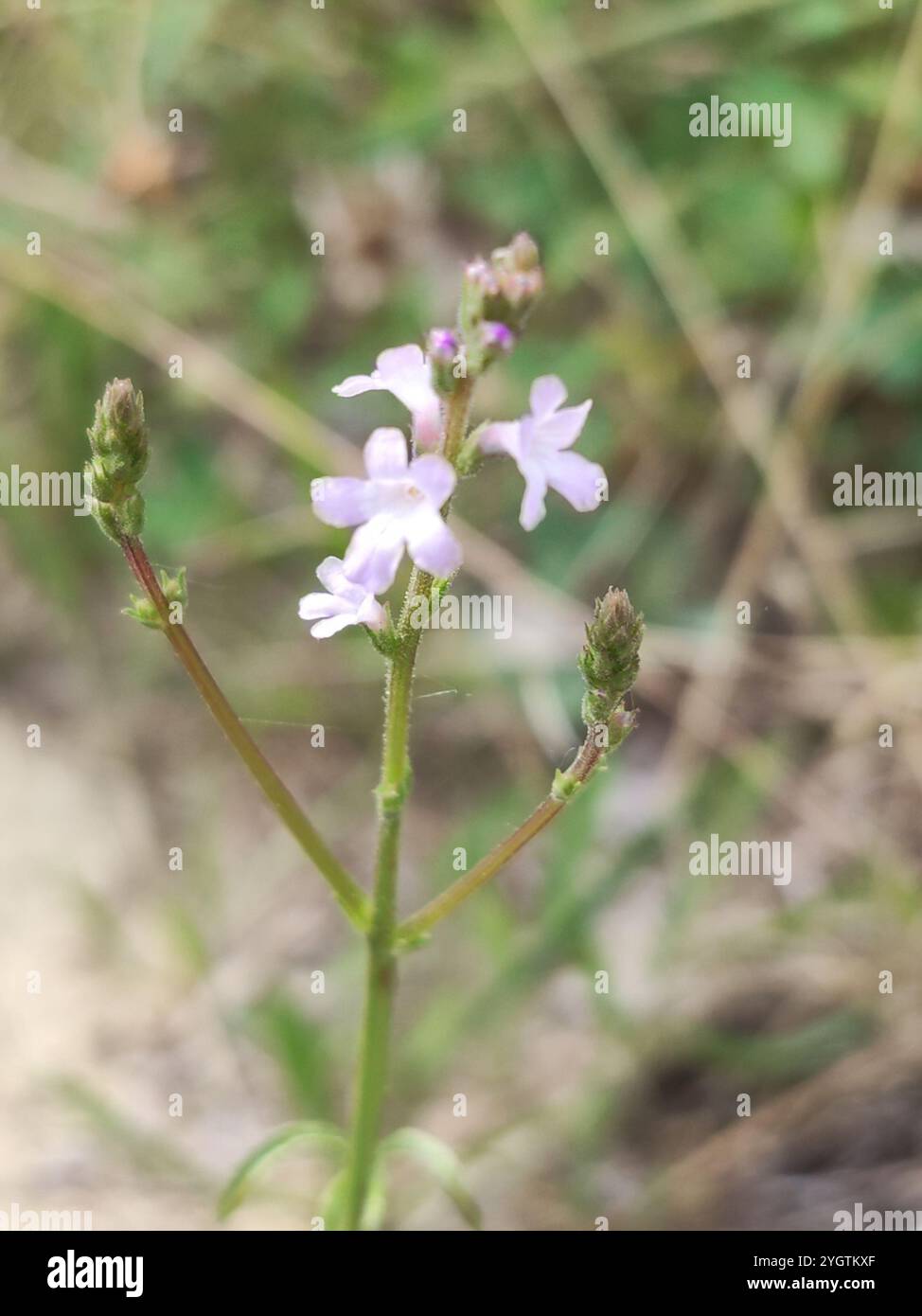 Common vervain (Verbena officinalis Stock Photo - Alamy