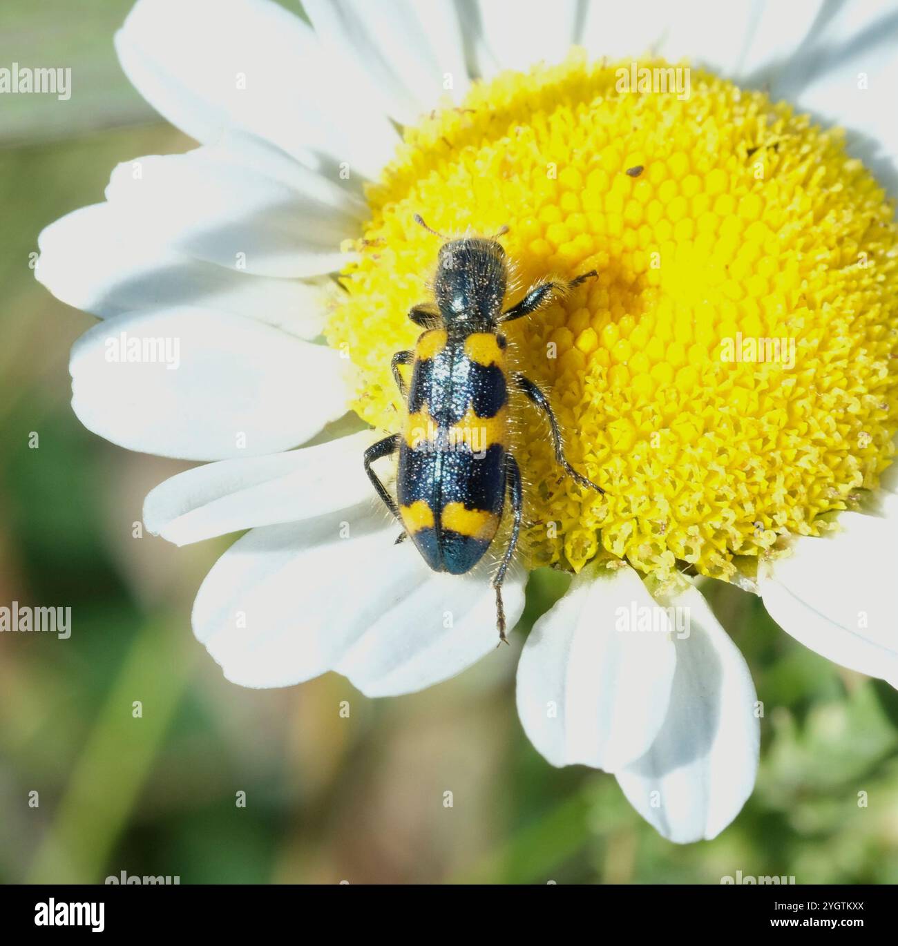 Red-blue Checkered Beetle (Trichodes nuttalli Stock Photo - Alamy