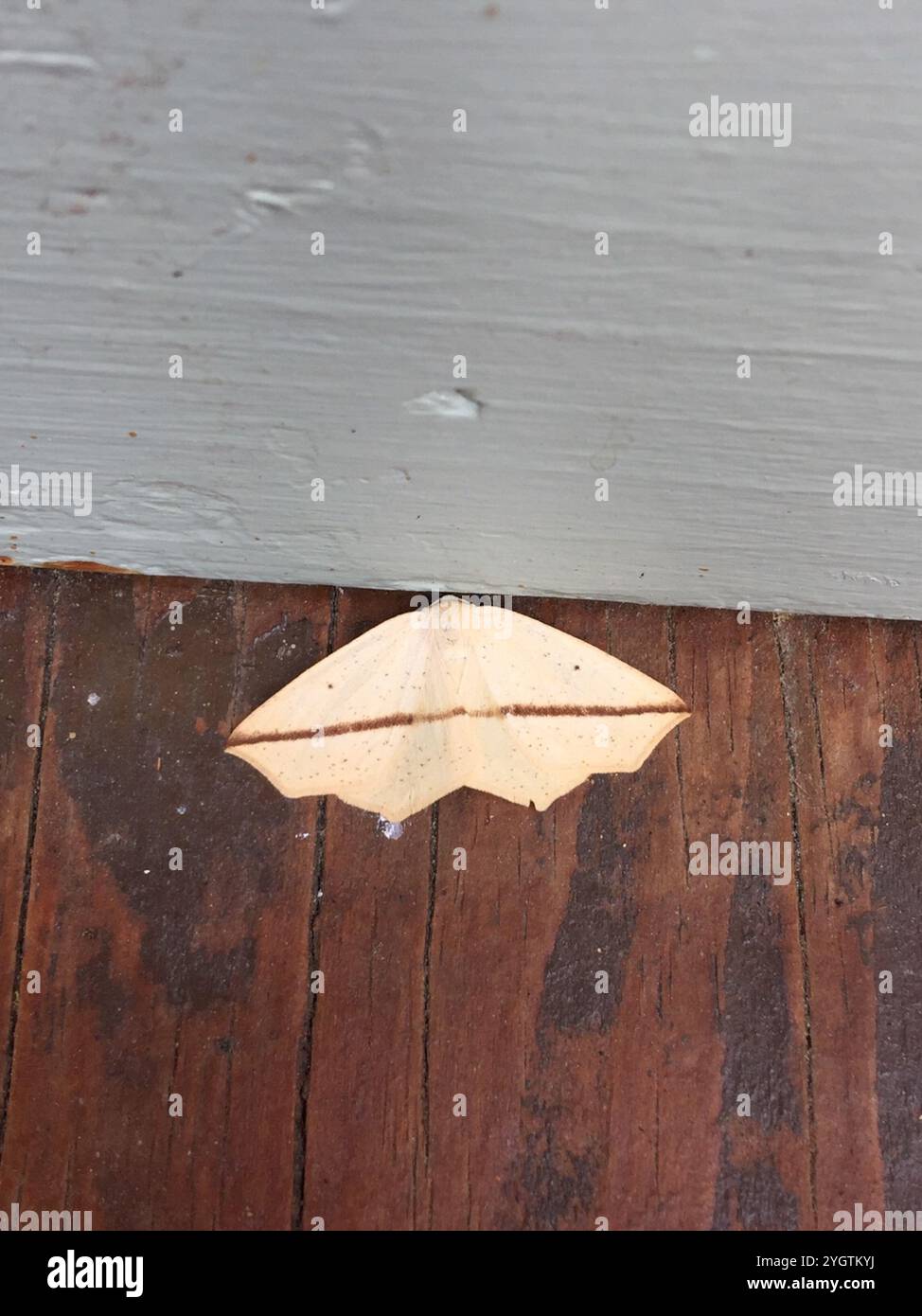 Yellow Slant-line (Tetracis crocallata Stock Photo - Alamy