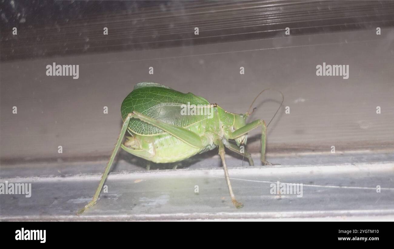 Central Texas Leaf-Katydid (Paracyrtophyllus robustus Stock Photo - Alamy