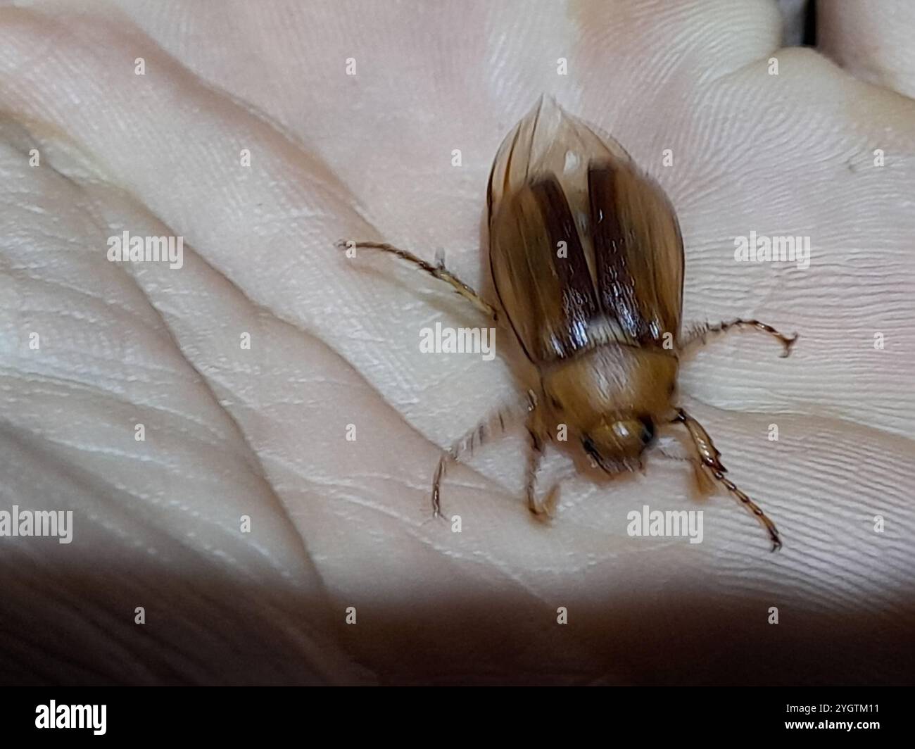 Summer Chafer (Amphimallon solstitiale Stock Photo - Alamy