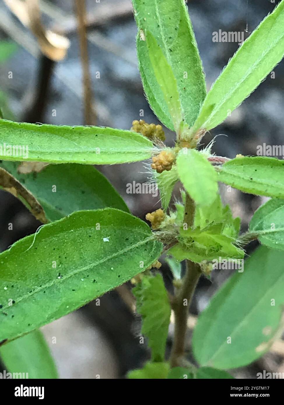 Slender Three-seeded Mercury (Acalypha gracilens Stock Photo - Alamy