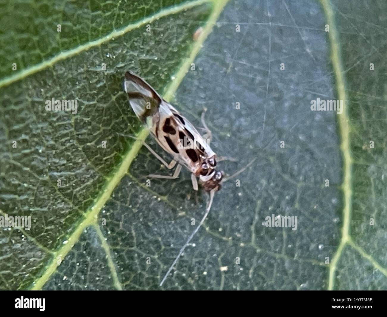 F-winged Barklouse (Graphopsocus cruciatus Stock Photo - Alamy