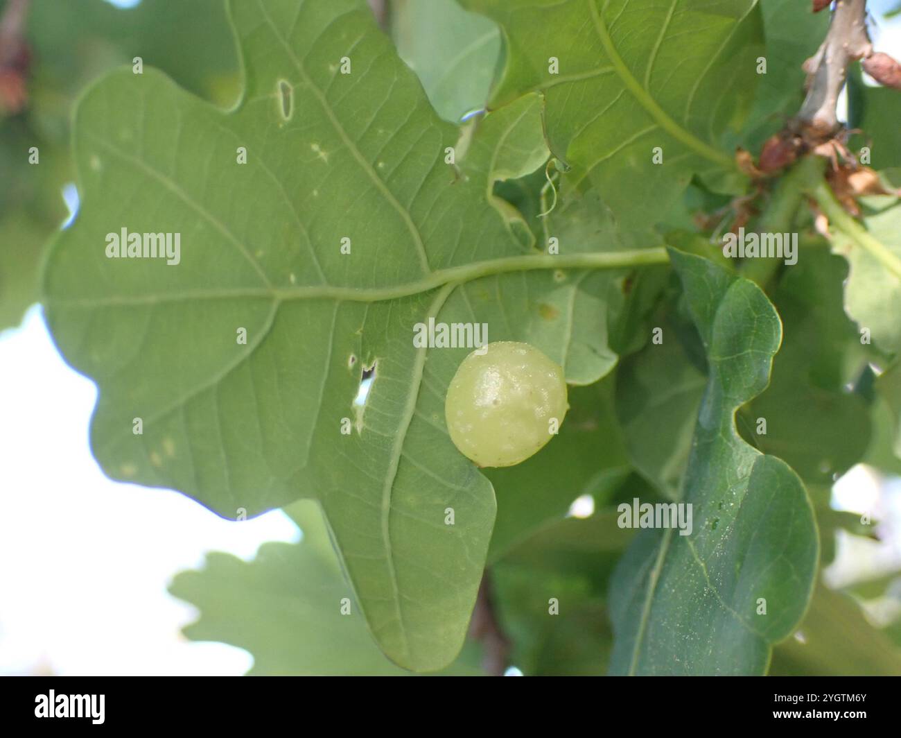 Common Spangle Gall Wasp (Neuroterus quercusbaccarum Stock Photo - Alamy