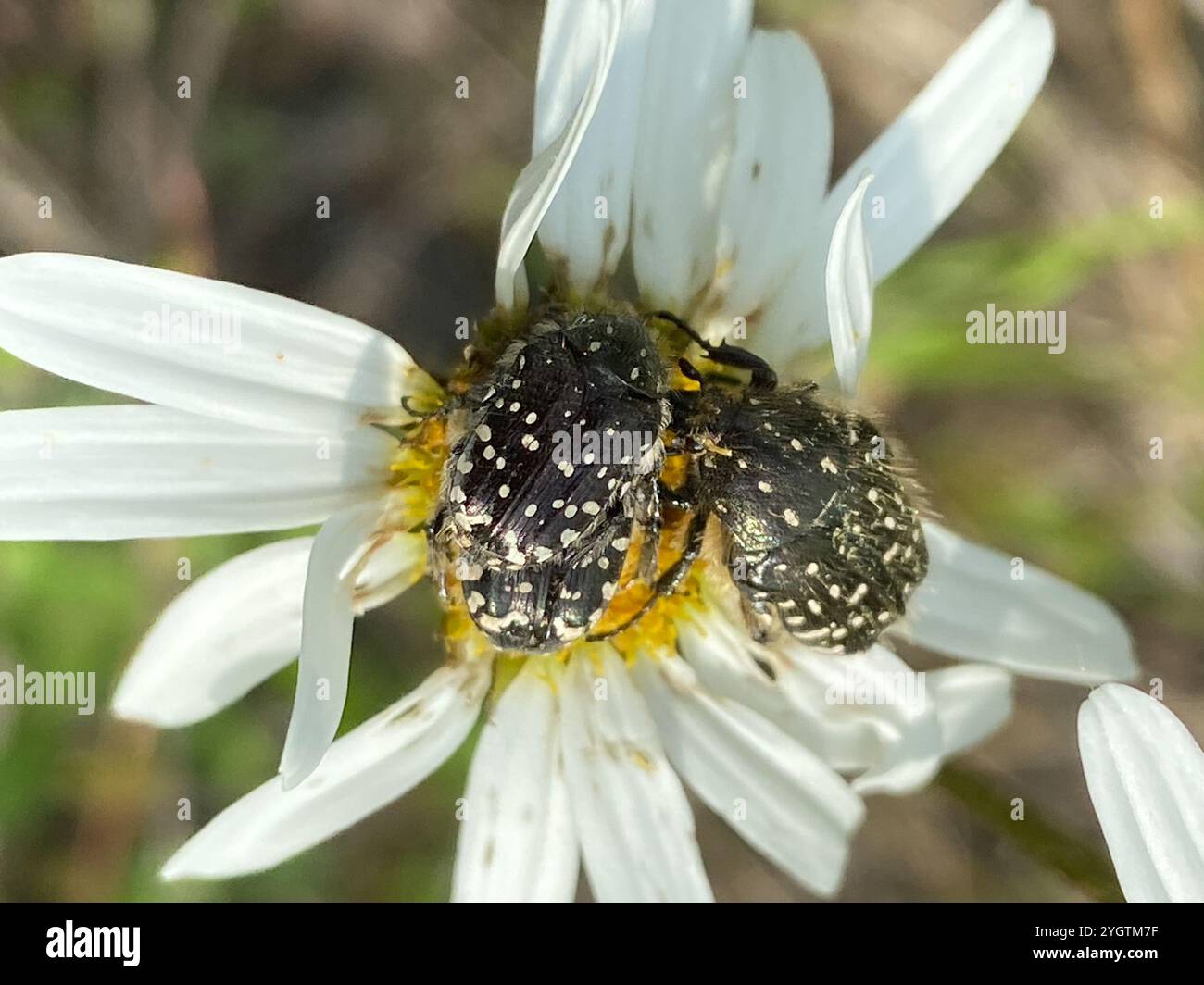 Mediterranean Spotted Chafer (Oxythyrea funesta Stock Photo - Alamy