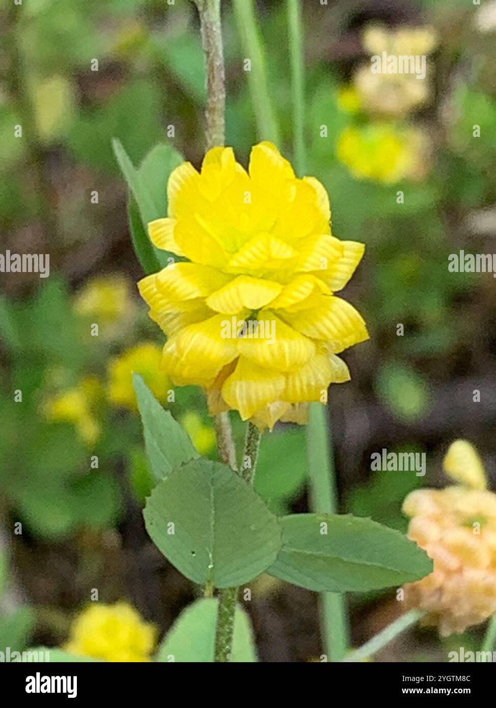 hop trefoil (Trifolium campestre Stock Photo - Alamy