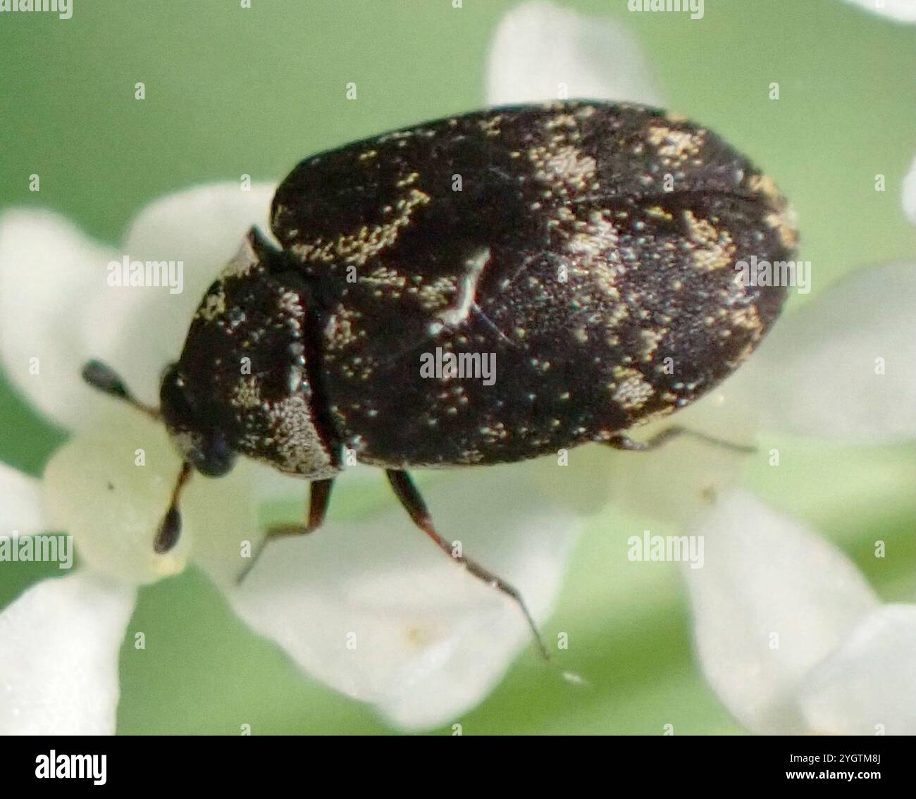 Museum Beetle (Anthrenus museorum Stock Photo - Alamy