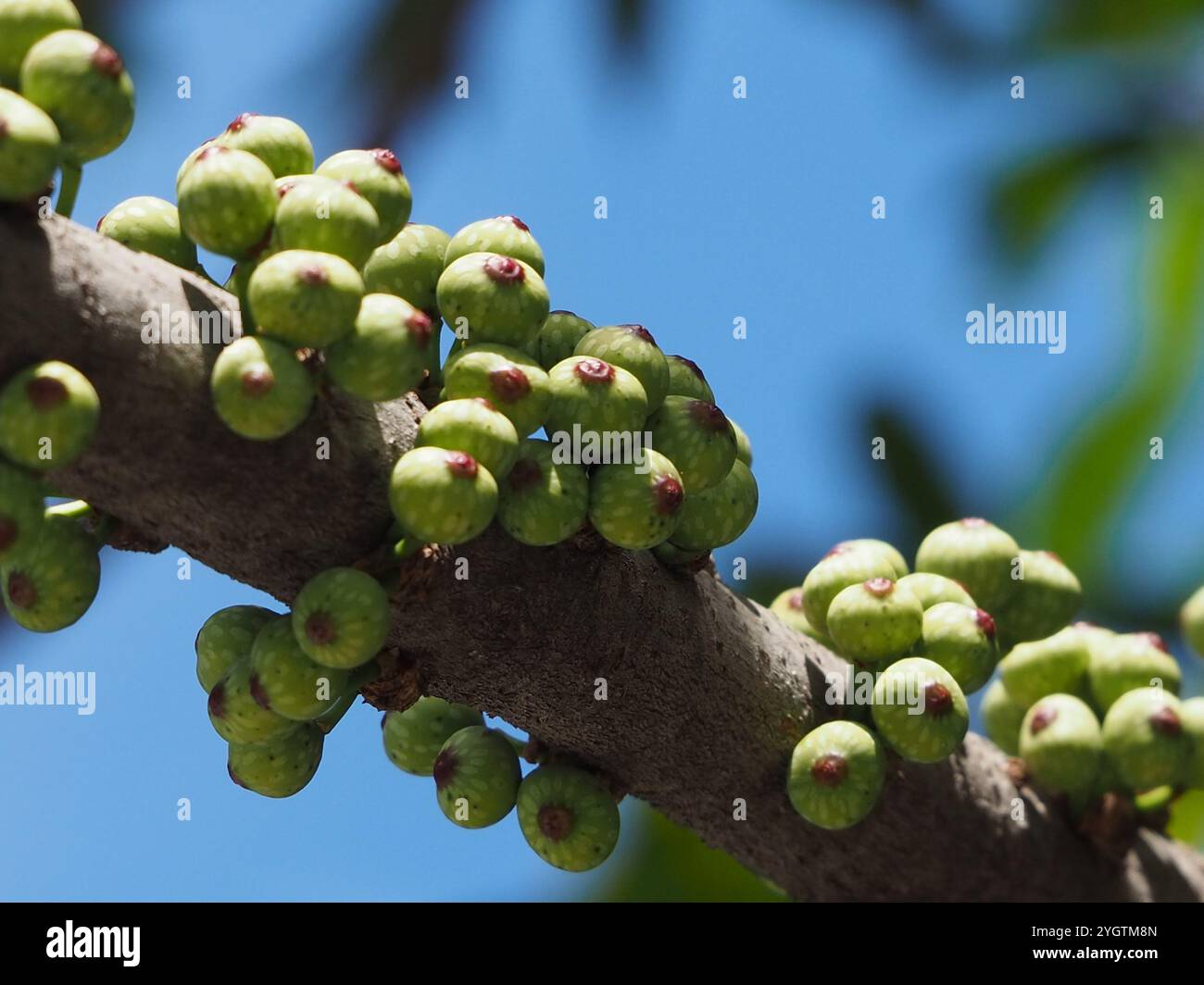 Japanese Superb Fig (Ficus subpisocarpa Stock Photo - Alamy