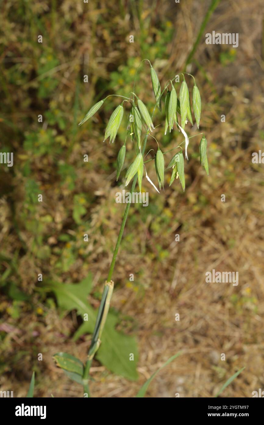 Common Oat (Avena sativa Stock Photo - Alamy