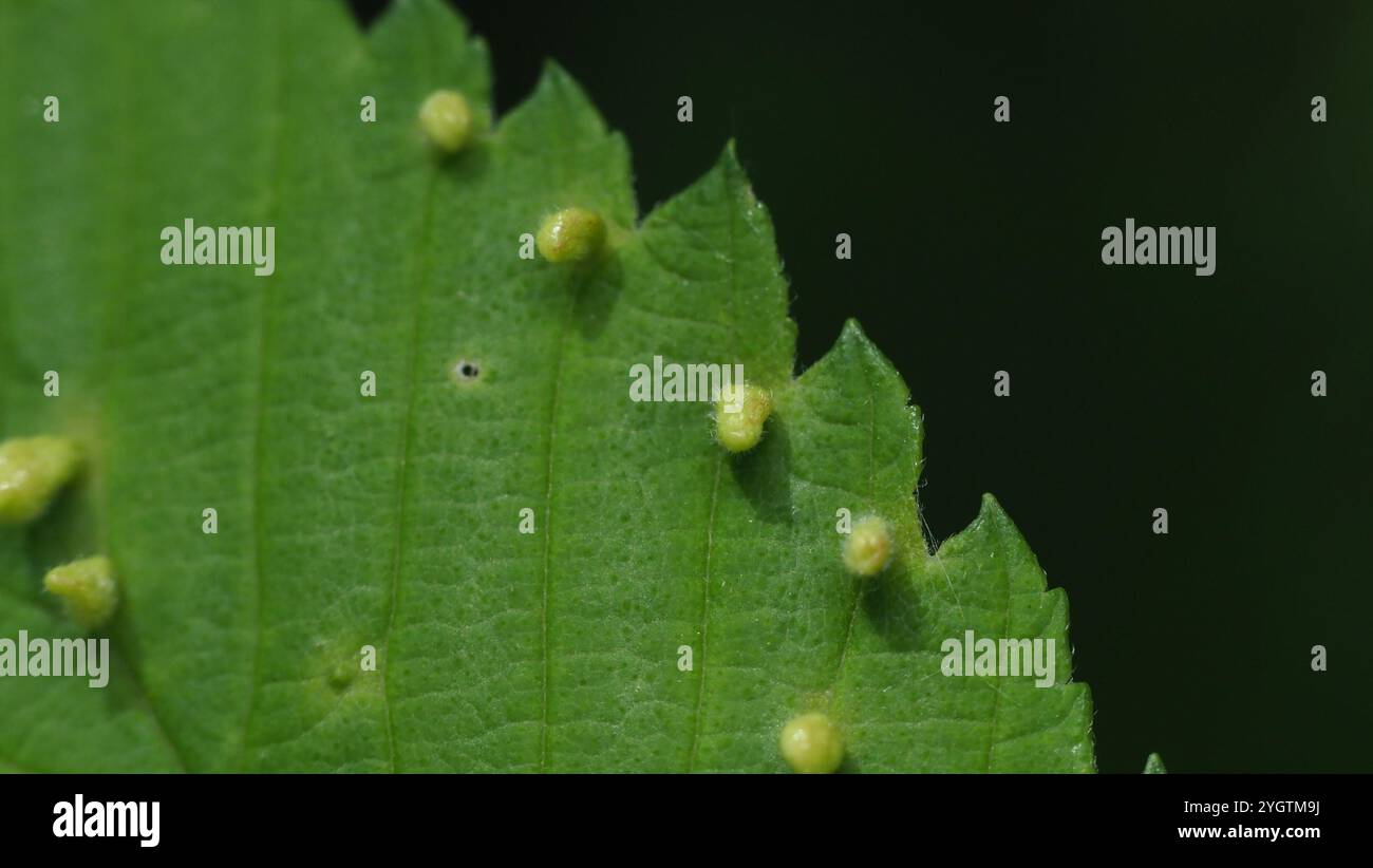 Gall and Rust Mites (Eriophyidae Stock Photo - Alamy