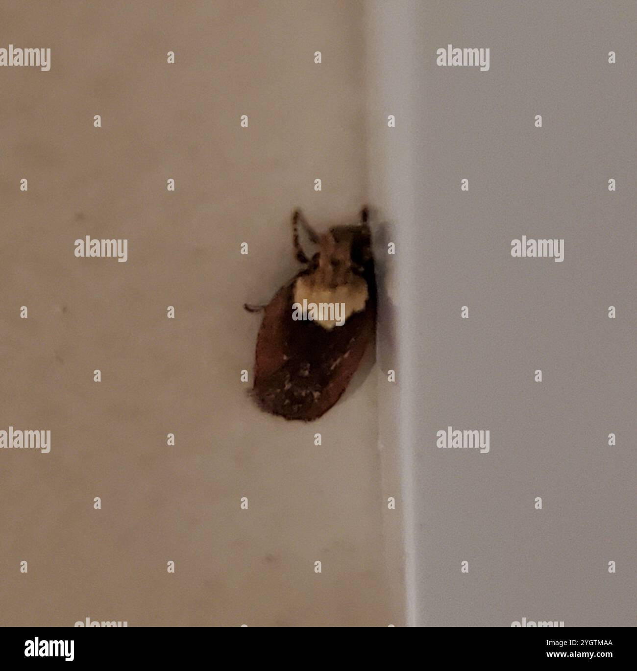 Purple Carrot-seed Moth (Depressaria depressana Stock Photo - Alamy