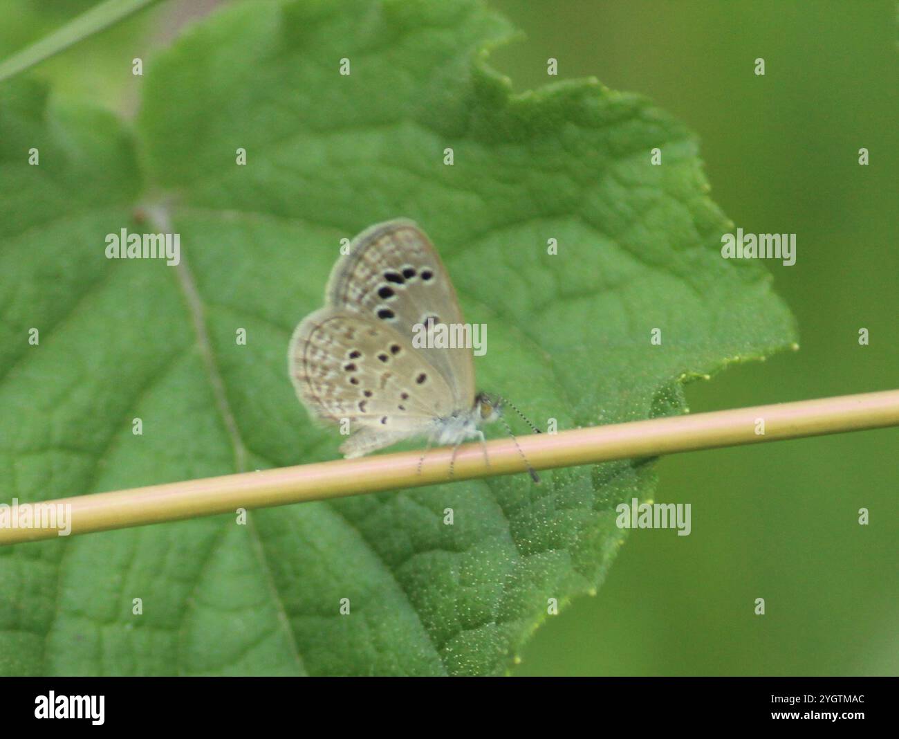 Lesser Grass Blue (Zizina otis Stock Photo - Alamy