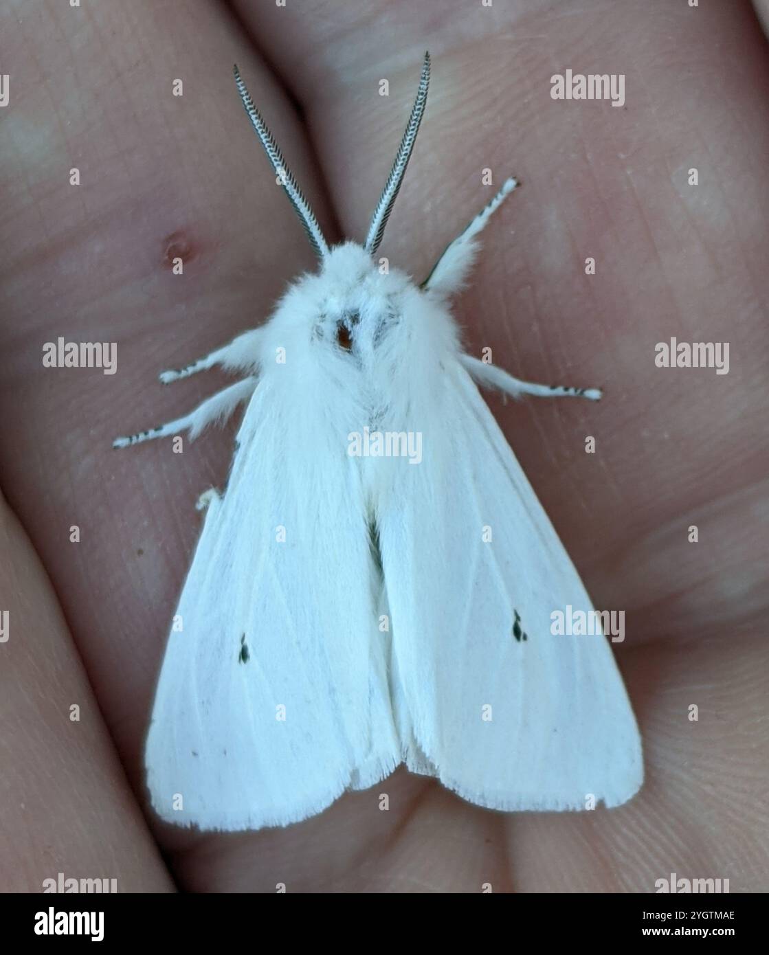 Virginian Tiger Moth (Spilosoma virginica Stock Photo - Alamy