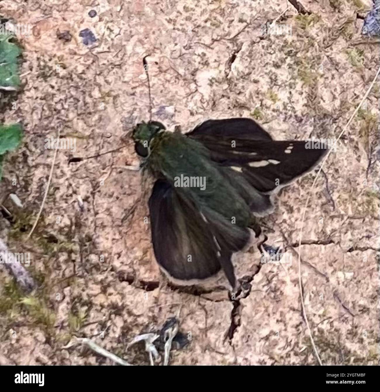 Vernia verna hi-res stock photography and images - Alamy