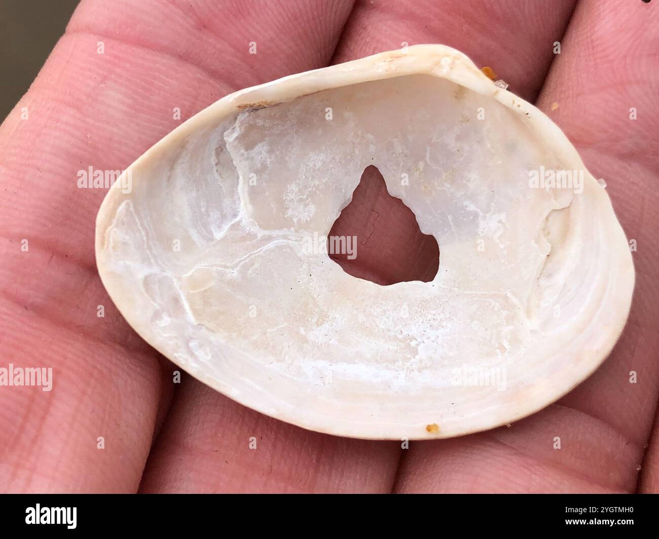 Macoma nasuta hi-res stock photography and images - Alamy