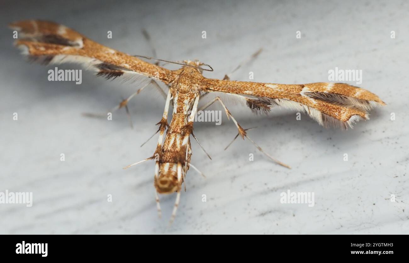 Grape and Sheppard's Plume Moths (Geina periscelidactylus Stock Photo ...