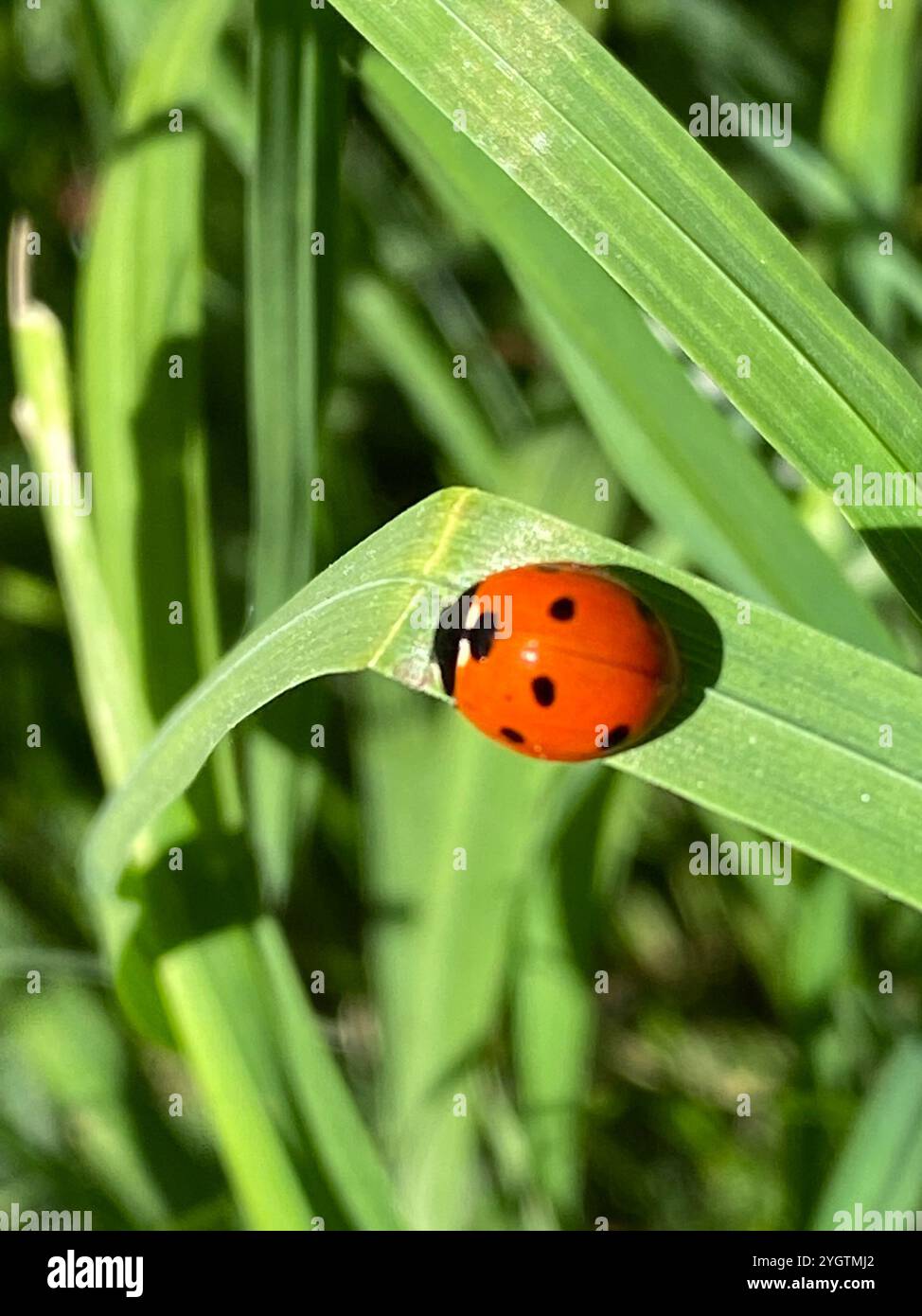 Seven-spotted Lady Beetle (Coccinella septempunctata Stock Photo - Alamy